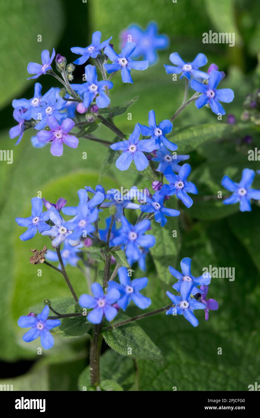 Brunnera, Plant, Brunnera macrophylla, Flower detail Stock Photo - Alamy