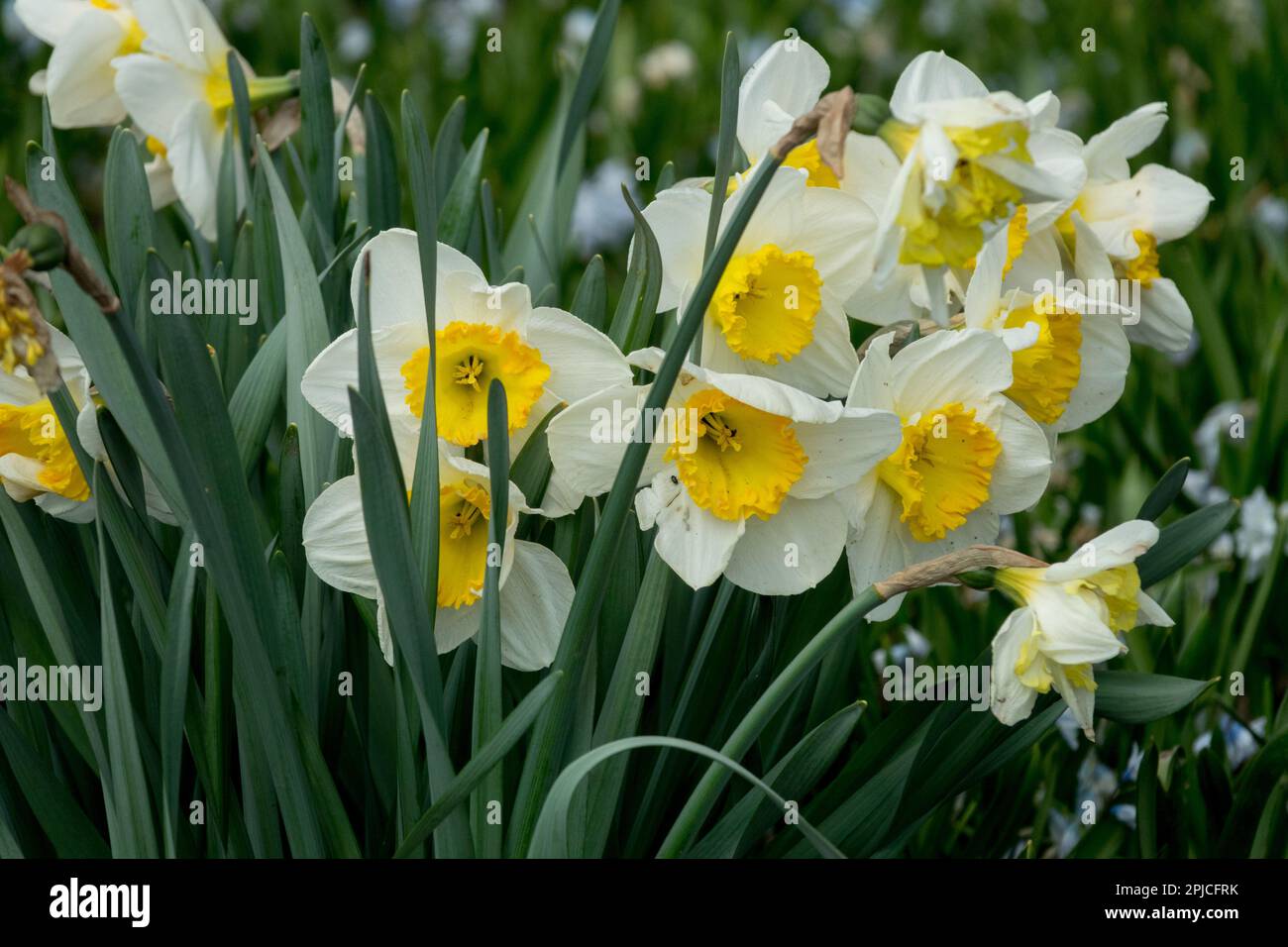 Trumpet flowers hi-res stock photography and images - Alamy