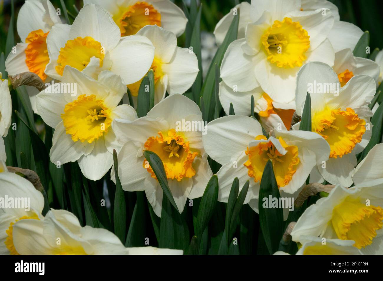 Daffodils, Narcissus Flowers Stock Photo - Alamy