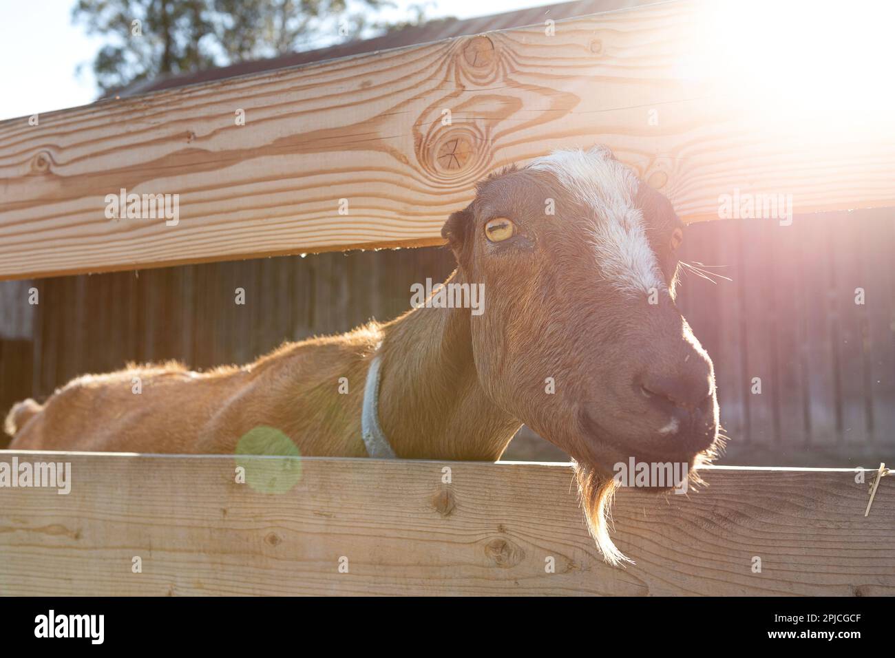 Goat in farm zoo hi-res stock photography and images - Alamy
