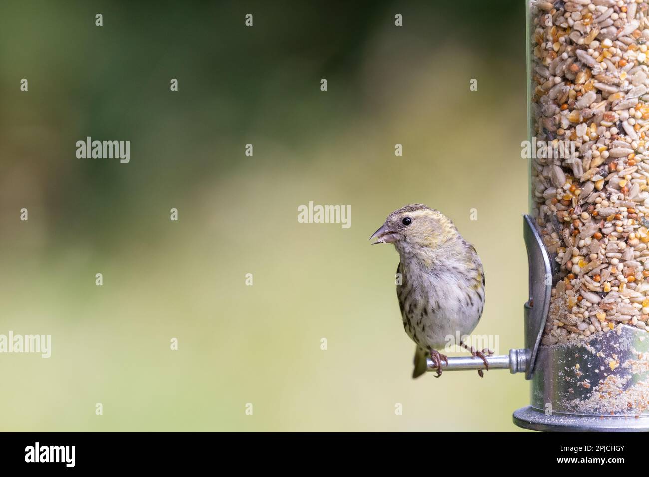 Eurasian Siskin [ Spinus spinus ] Female feeding at garden seed feeder ...