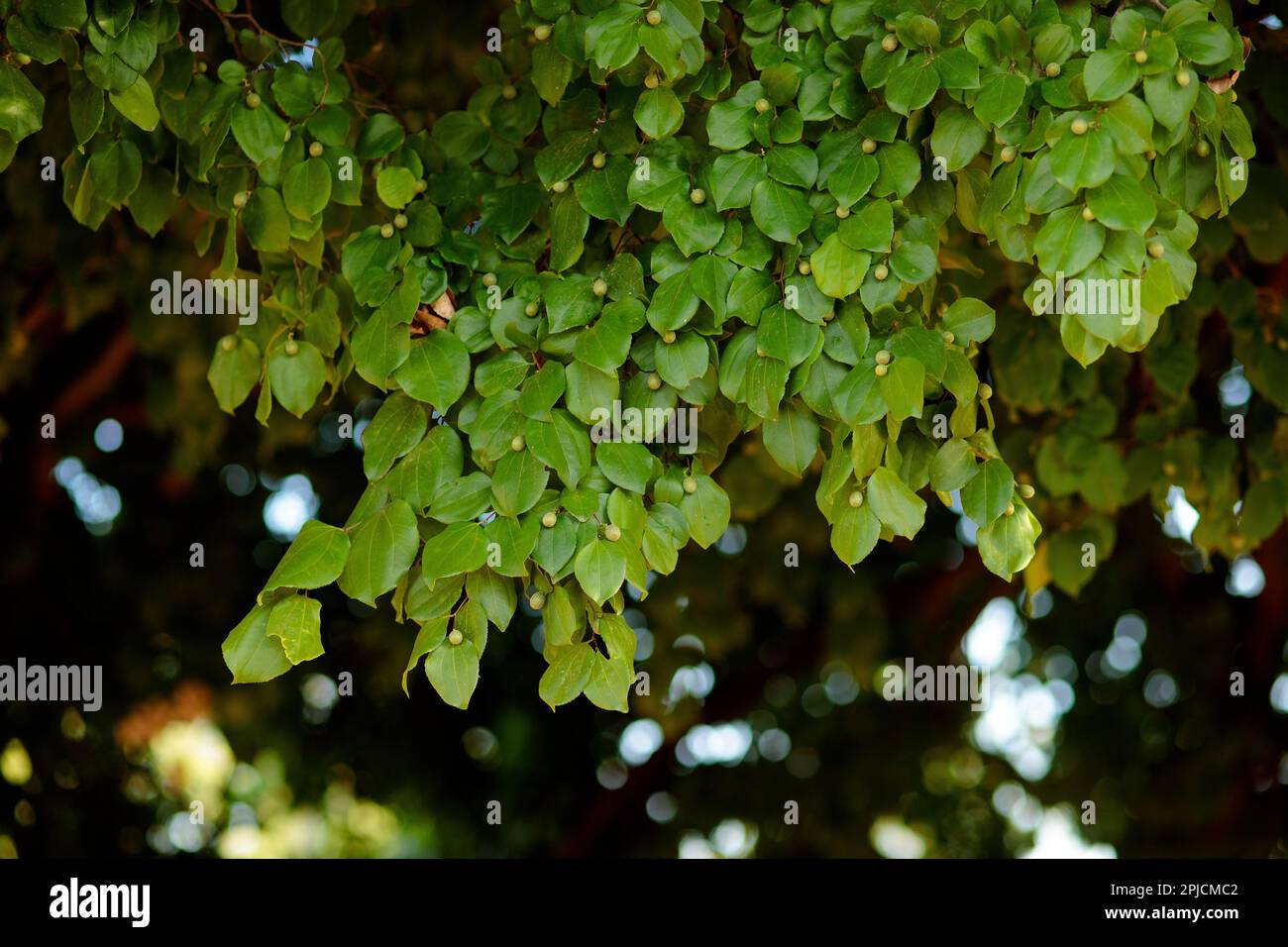 juá - branch of the juazeiro tree with green fruits and leaves Stock ...
