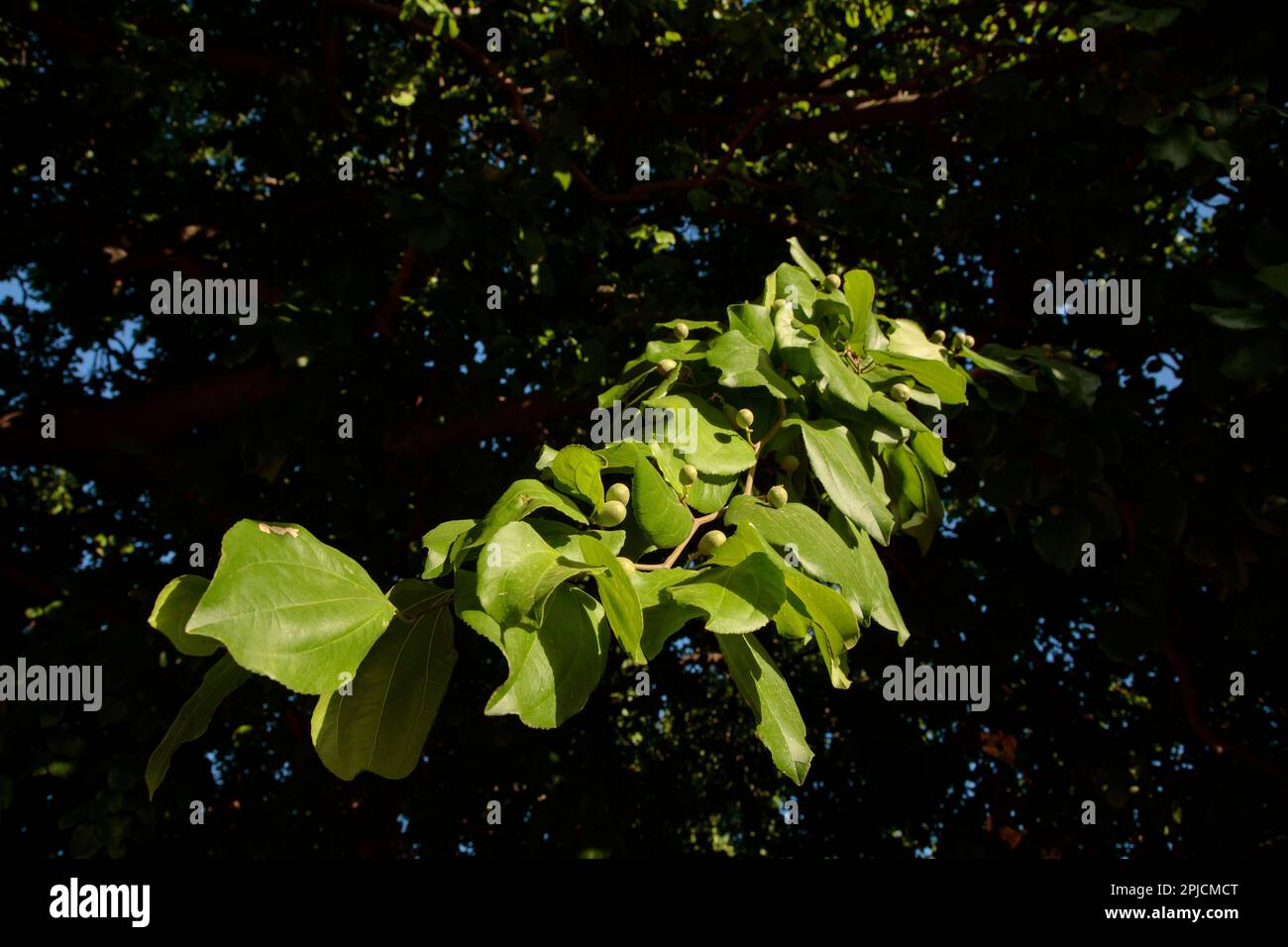 juá - branch of the juazeiro tree with green fruits and leaves Stock ...