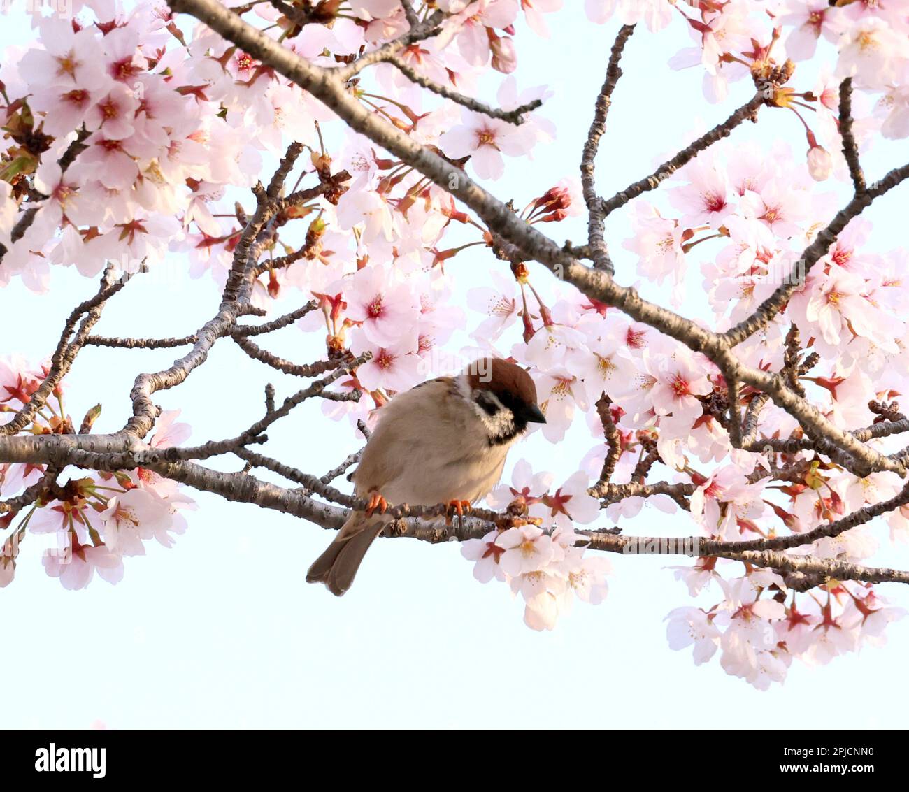 Hiroshima, Japan. 30th Mar, 2023. A sparrow perches on a branch of a ...