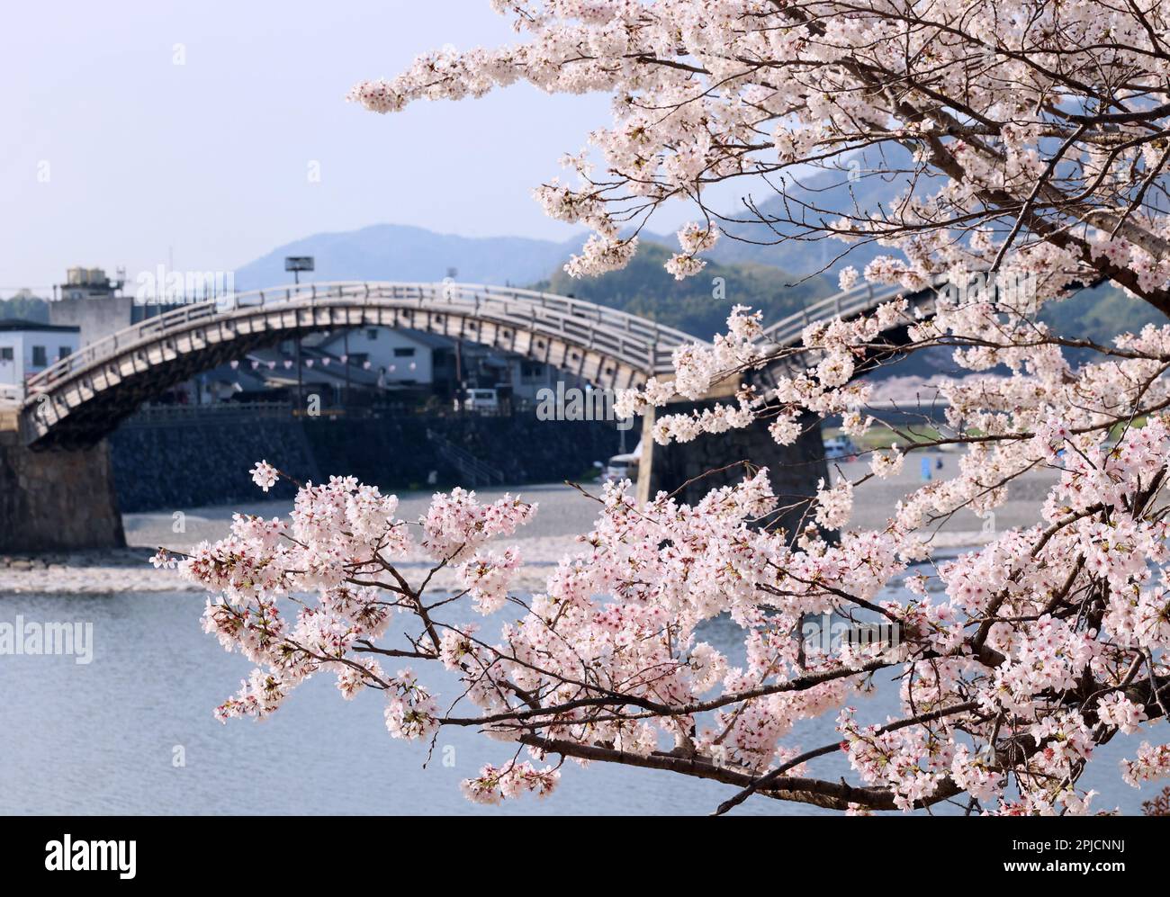 Iwakuni, Japan. 31st Mar, 2023. The Kintaikyo wooden arch bridge is ...