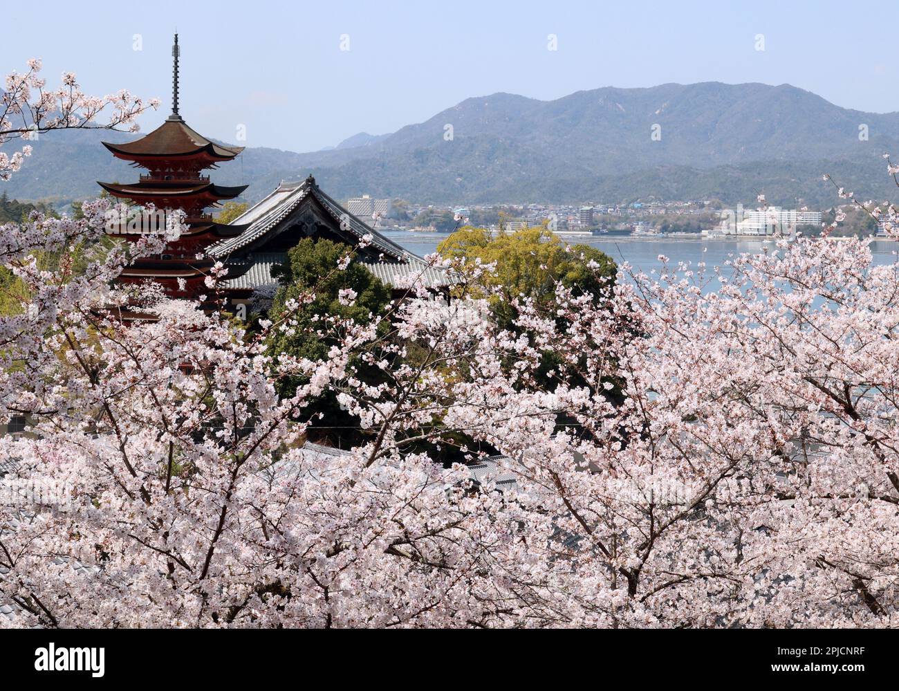 Hatsukaichi, Japan. 31st Mar, 2023. A five-storied pagoda is seen ...