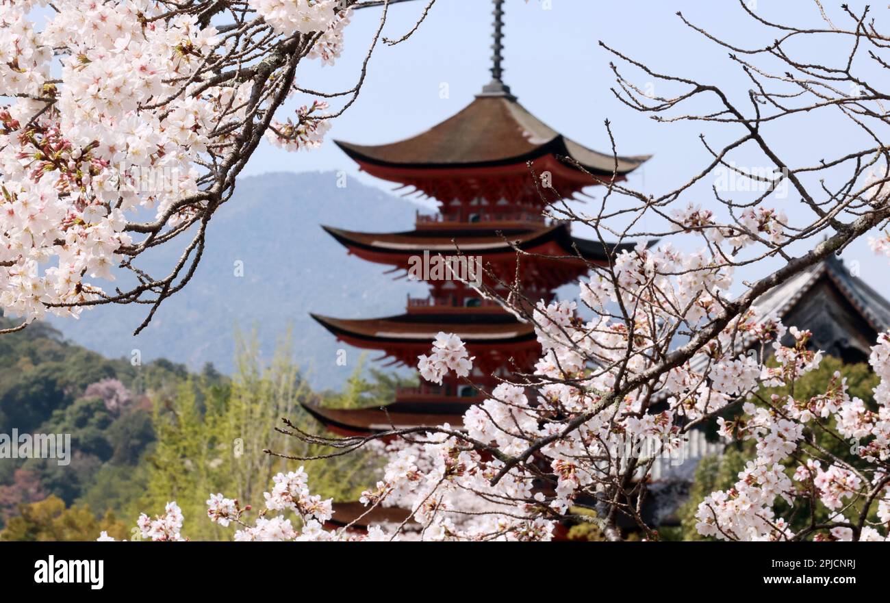 Hatsukaichi, Japan. 31st Mar, 2023. A five-storied pagoda is seen ...