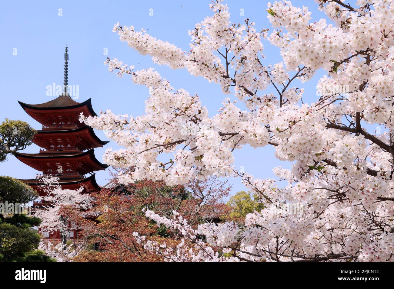 Hatsukaichi, Japan. 31st Mar, 2023. A five-storied pagoda is seen ...