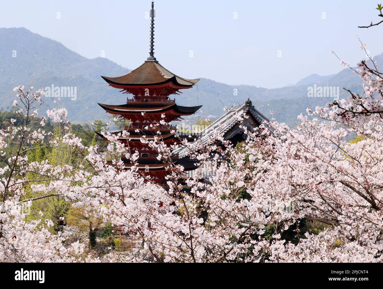 Hatsukaichi, Japan. 31st Mar, 2023. A five-storied pagoda is seen ...