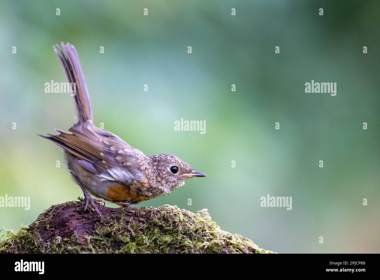 European Robin [ Erithacus rubecula ] Juvenile bird on mossy log with ...
