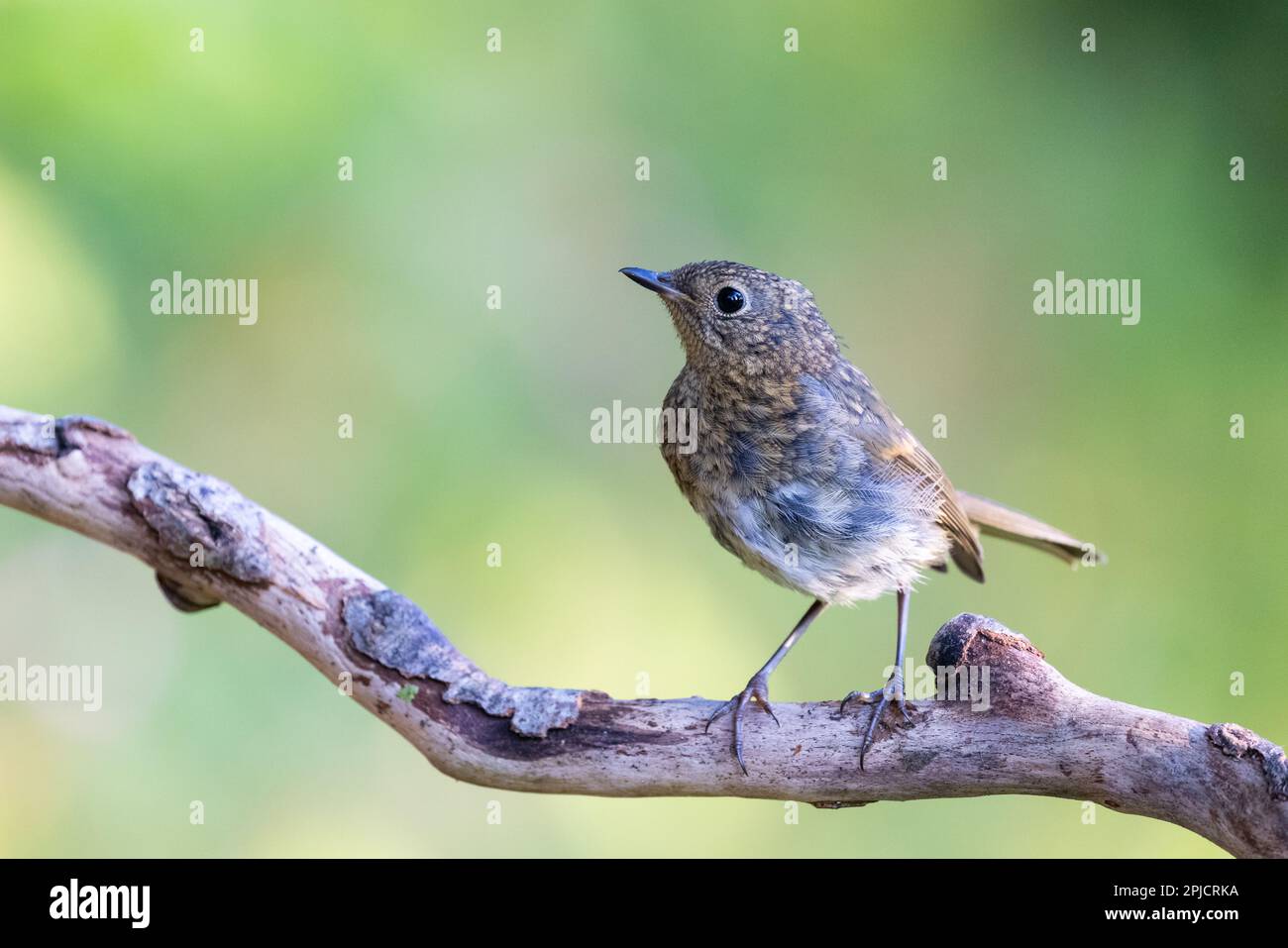 European Robin [ Erithacus rubecula ] Juvenile bird on a stick Stock ...