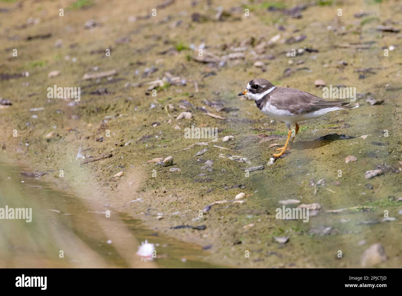 Common Ringed Plover [ Charadrius hiaticula ] Captive bird at WWT ...