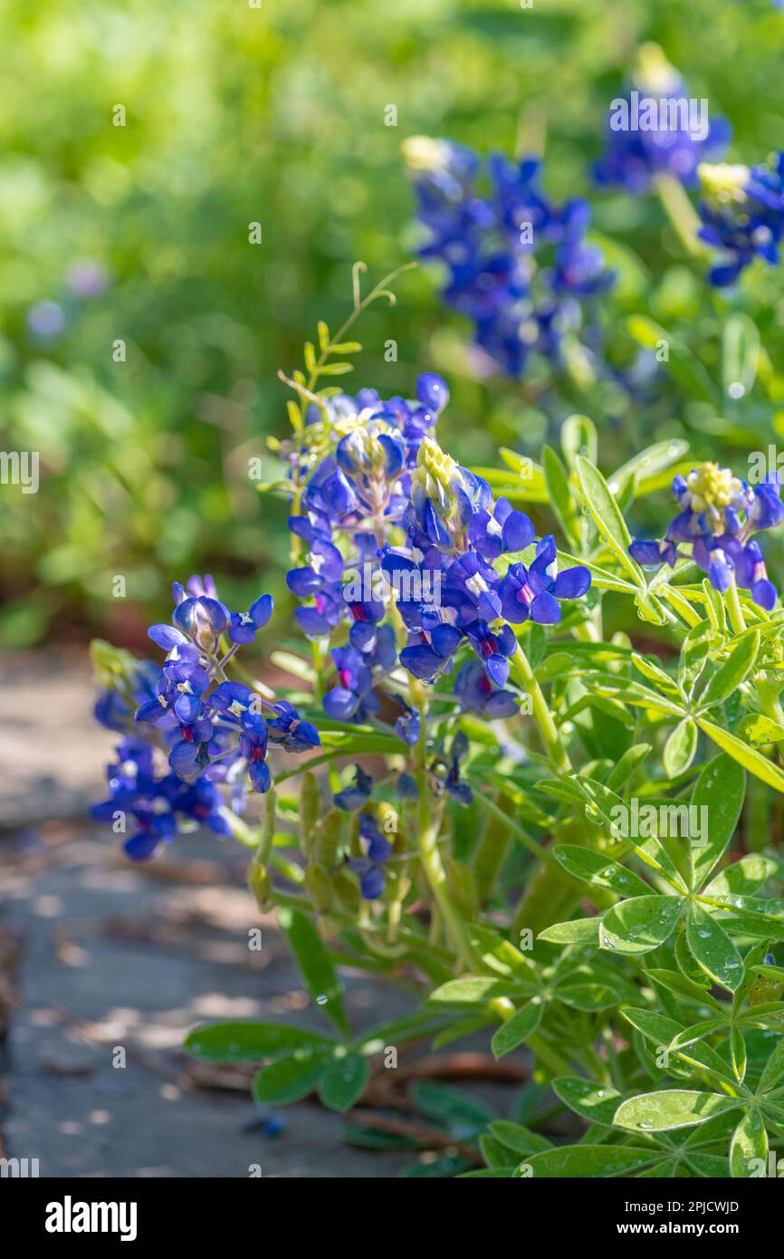 A group of bluebonnets spilling onto a stone path in the garden Stock ...