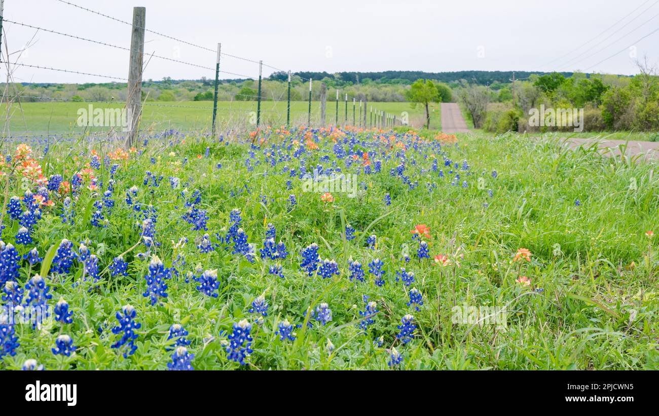 Horizontal image of bluebonnets and indian paintbrush growing along a ...