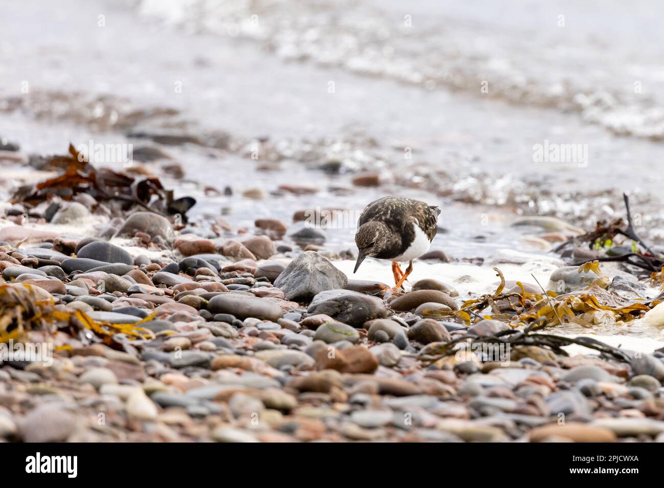 Turnstone arenaria interpres wildlife hi-res stock photography and ...
