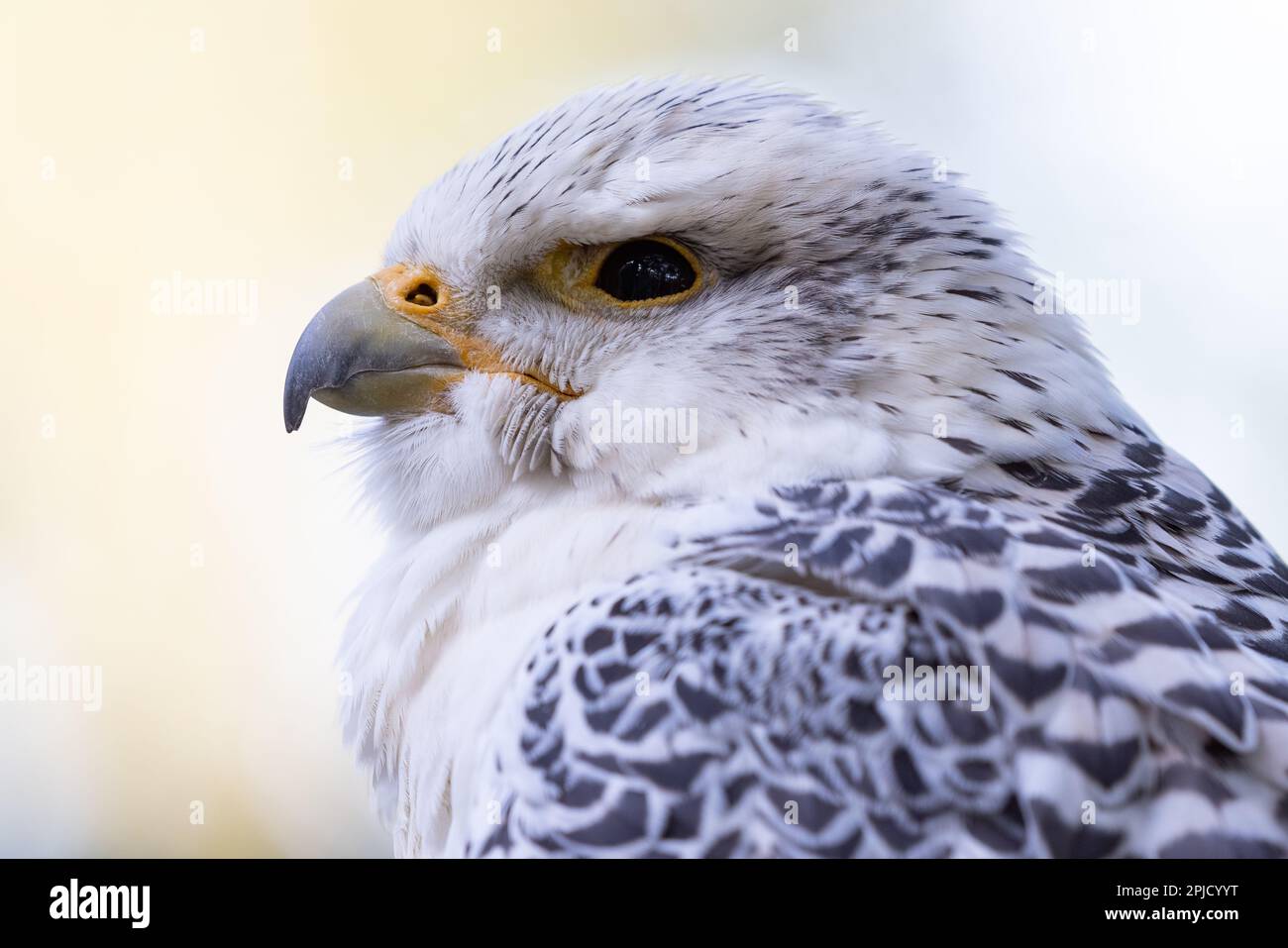 Gyrfalcon and Saker falcon cross [ Falco rusticolus x Falco cherrug ...
