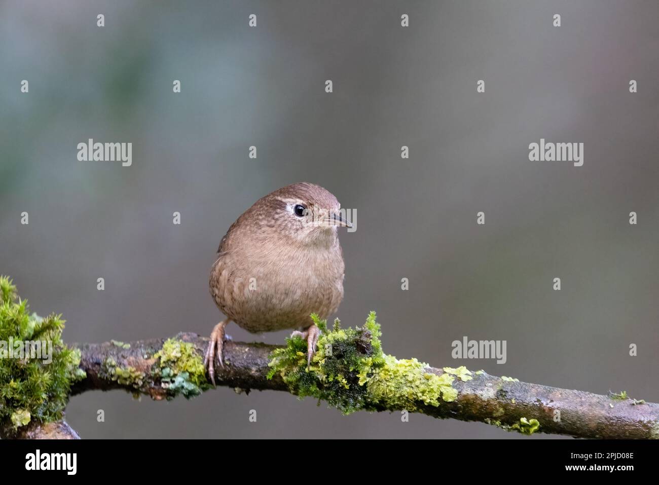 Wren [ Troglodytes troglodytes ] on mossy stick Stock Photo - Alamy