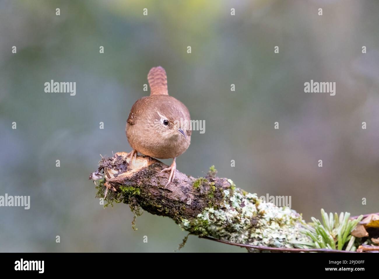 Wren [ Troglodytes troglodytes ] on mossy stick Stock Photo - Alamy