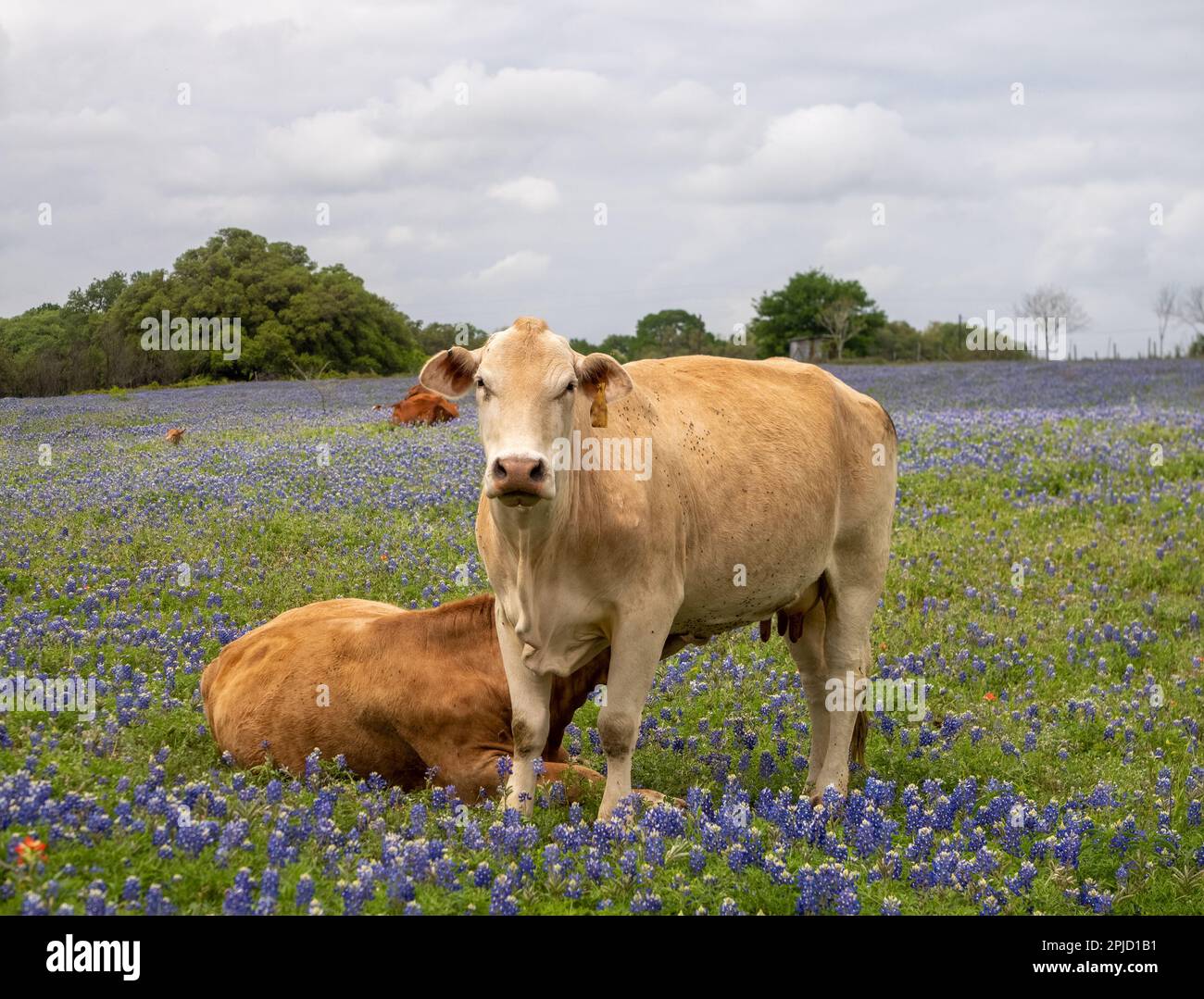 Tan Charolais cow standing among Texas bluebonnet flowers and facing ...