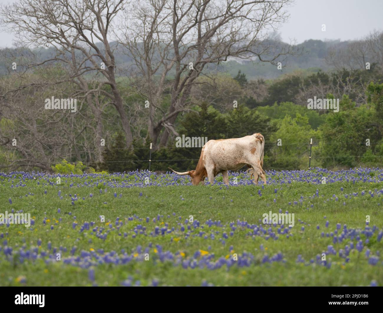 Texas Longhorn cow grazing in a bluebonnet field. Photographed in ...