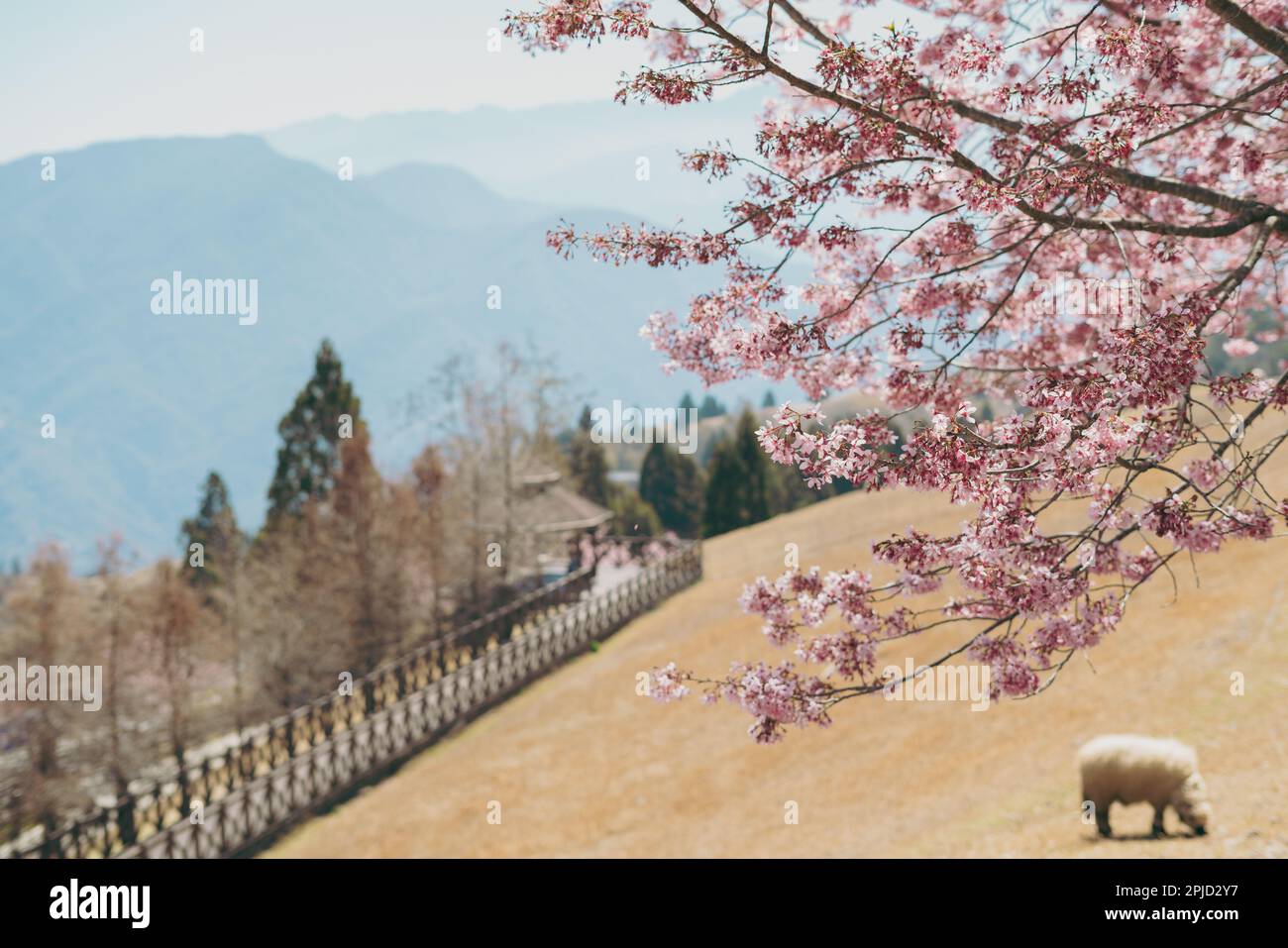 Cingjing Farm with spring cherry blossoms and sheep in Nantou county ...