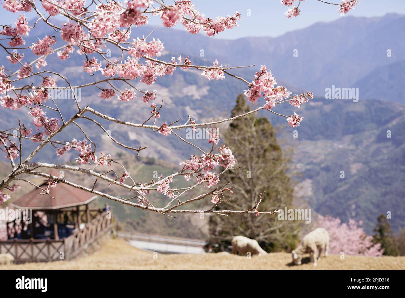 Cingjing Farm with spring cherry blossoms and sheep in Nantou county ...