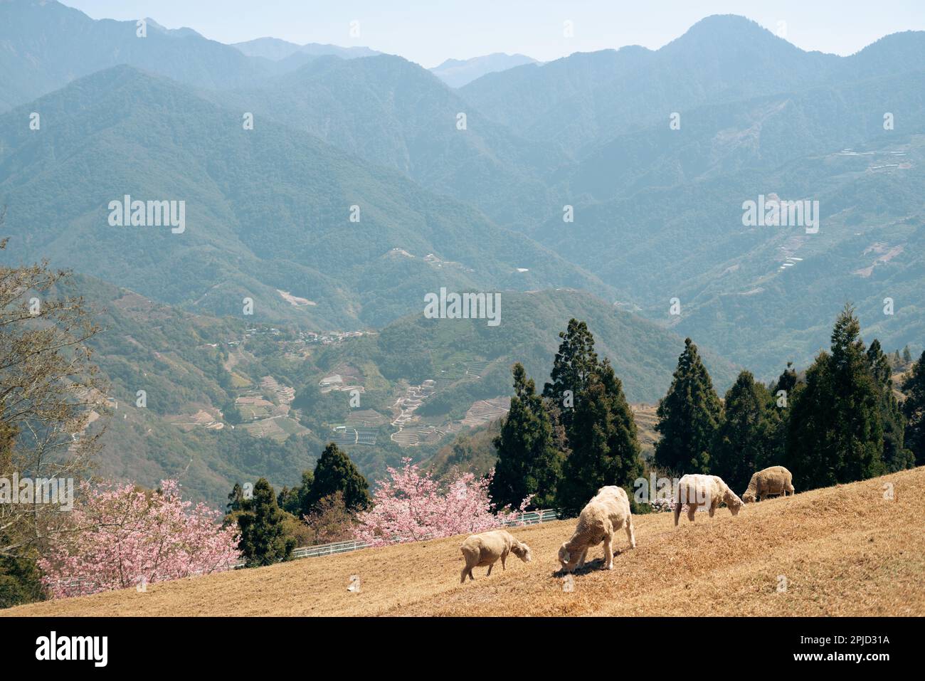 Nantou cingjing farm sheep hi-res stock photography and images - Alamy