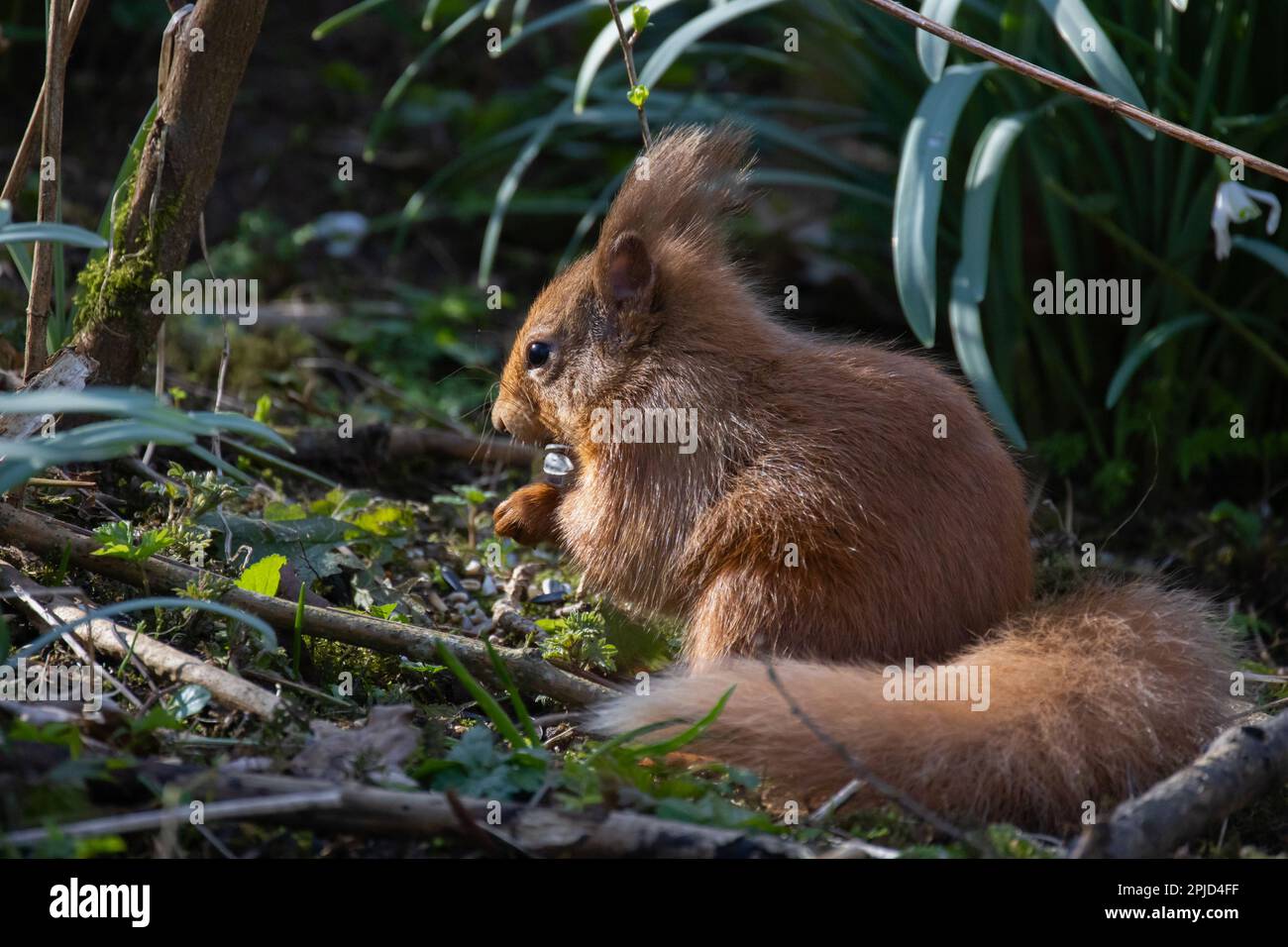 Red Squirrel (Loch Leven, Scotland Stock Photo - Alamy