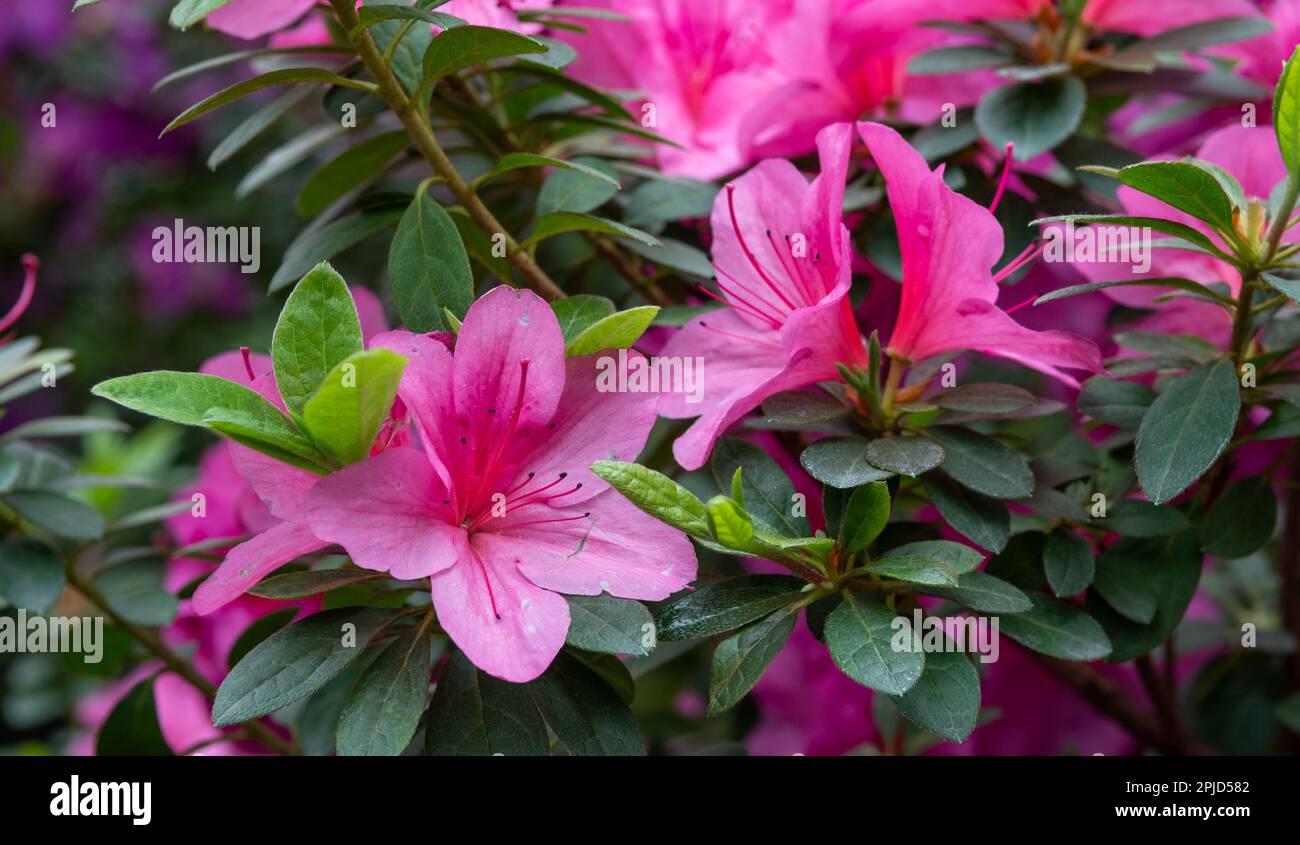 Azalea. Ornamental shrub plant of the heather family with pink, white ...
