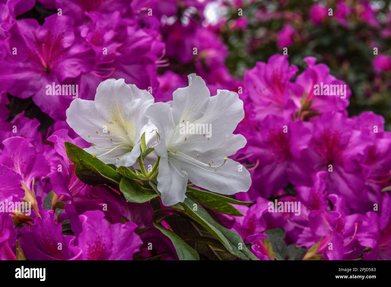 Azalea. Ornamental shrub plant of the heather family with pink, white ...