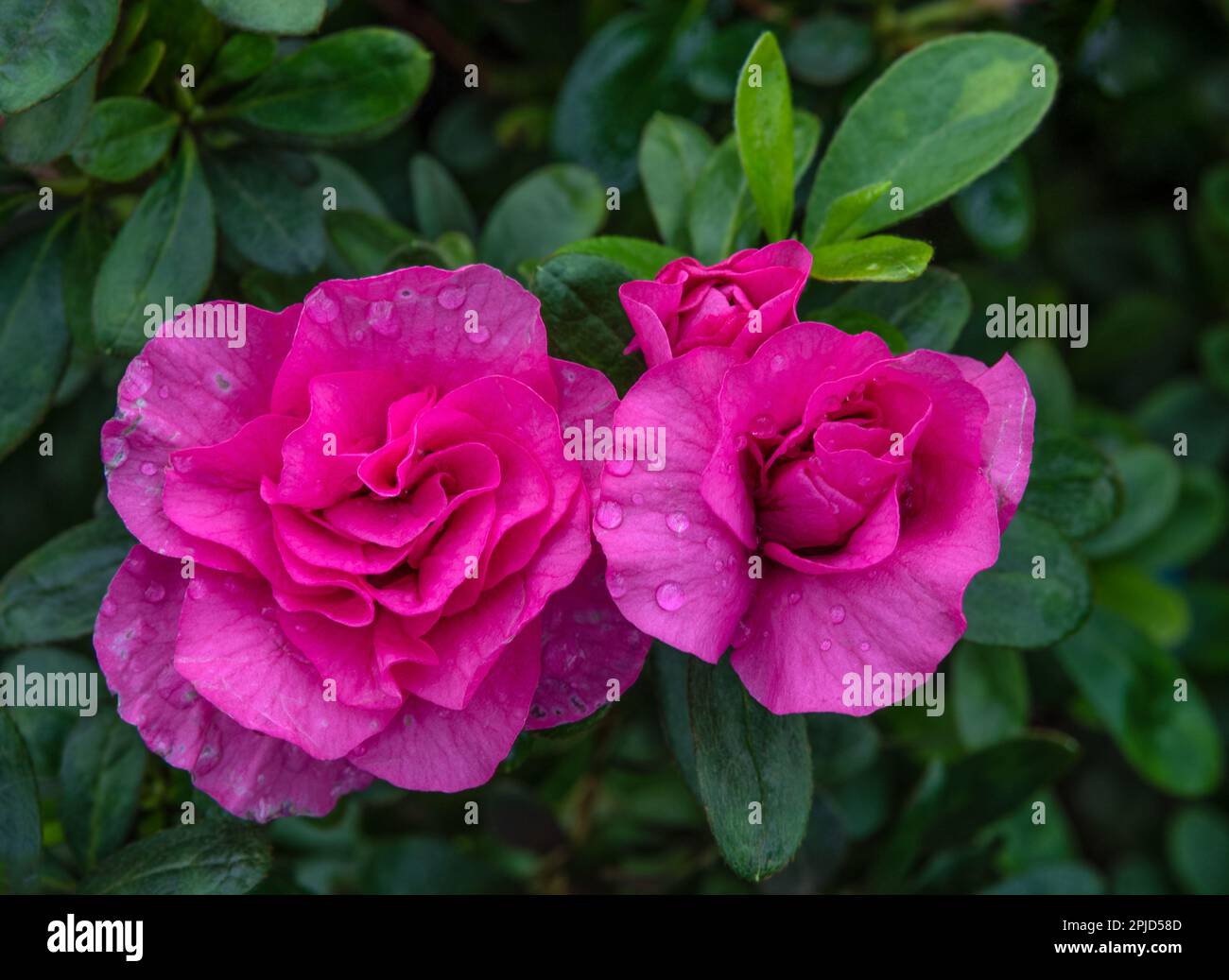 Camellia flowers. Evergreen plant of the tea family Stock Photo - Alamy