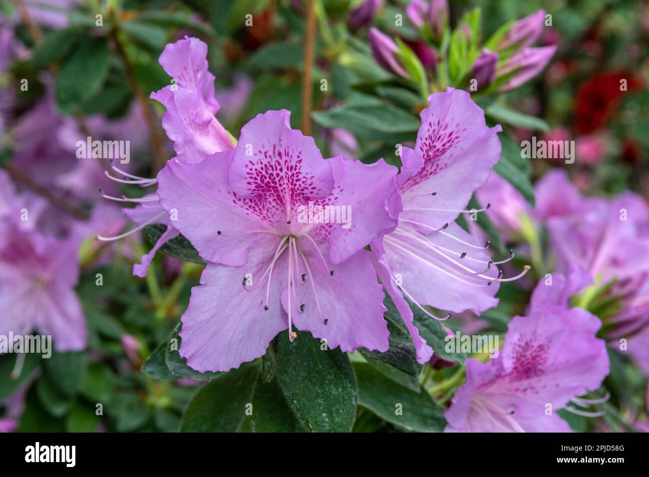 Azalea. Ornamental shrub plant of the heather family with pink, white ...