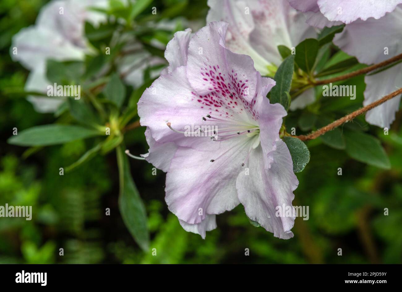 Azalea. Ornamental shrub plant of the heather family with pink, white ...