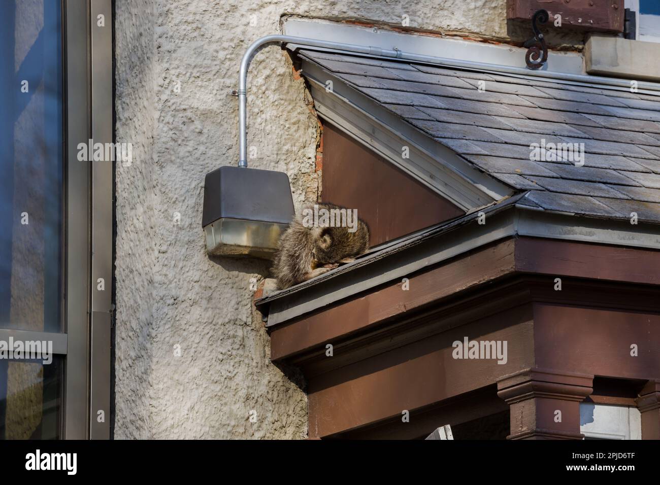 Raccoon sleeping curled up on the roof of the house. The wild nature ...