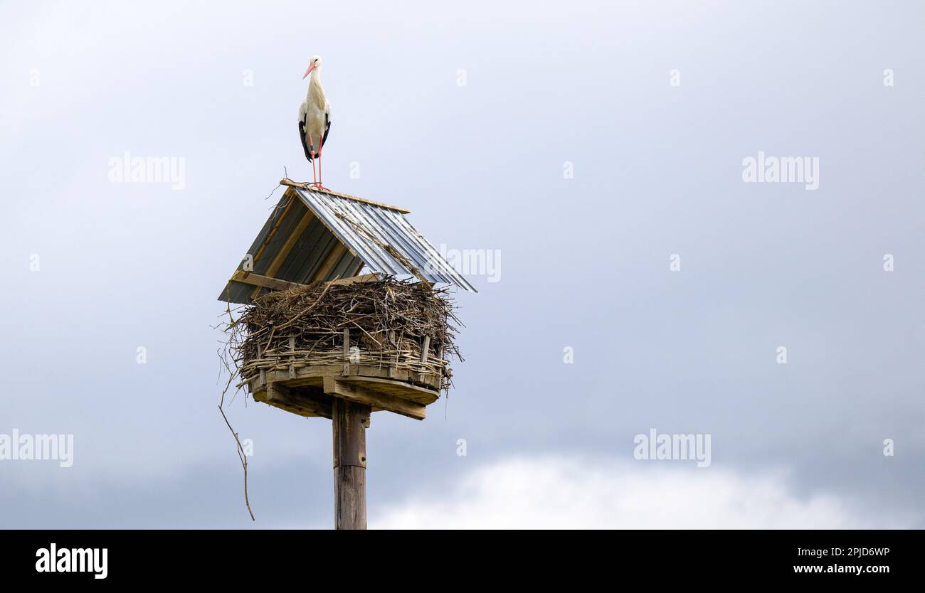 Bardowick, Germany. 28th Mar, 2023. A male stork stands on a nest ...