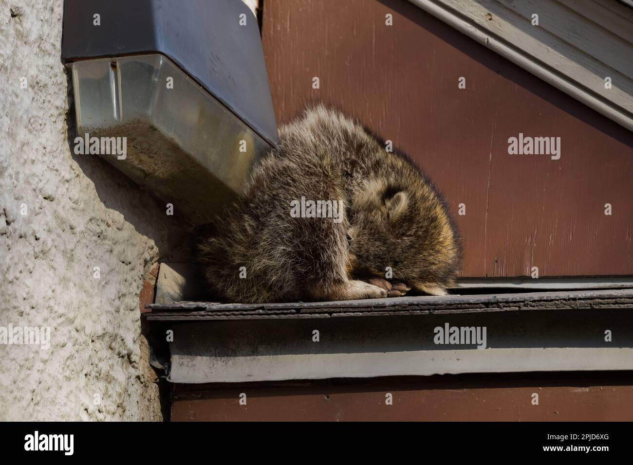Raccoon sleeping curled up on the roof of the house. The wild nature ...