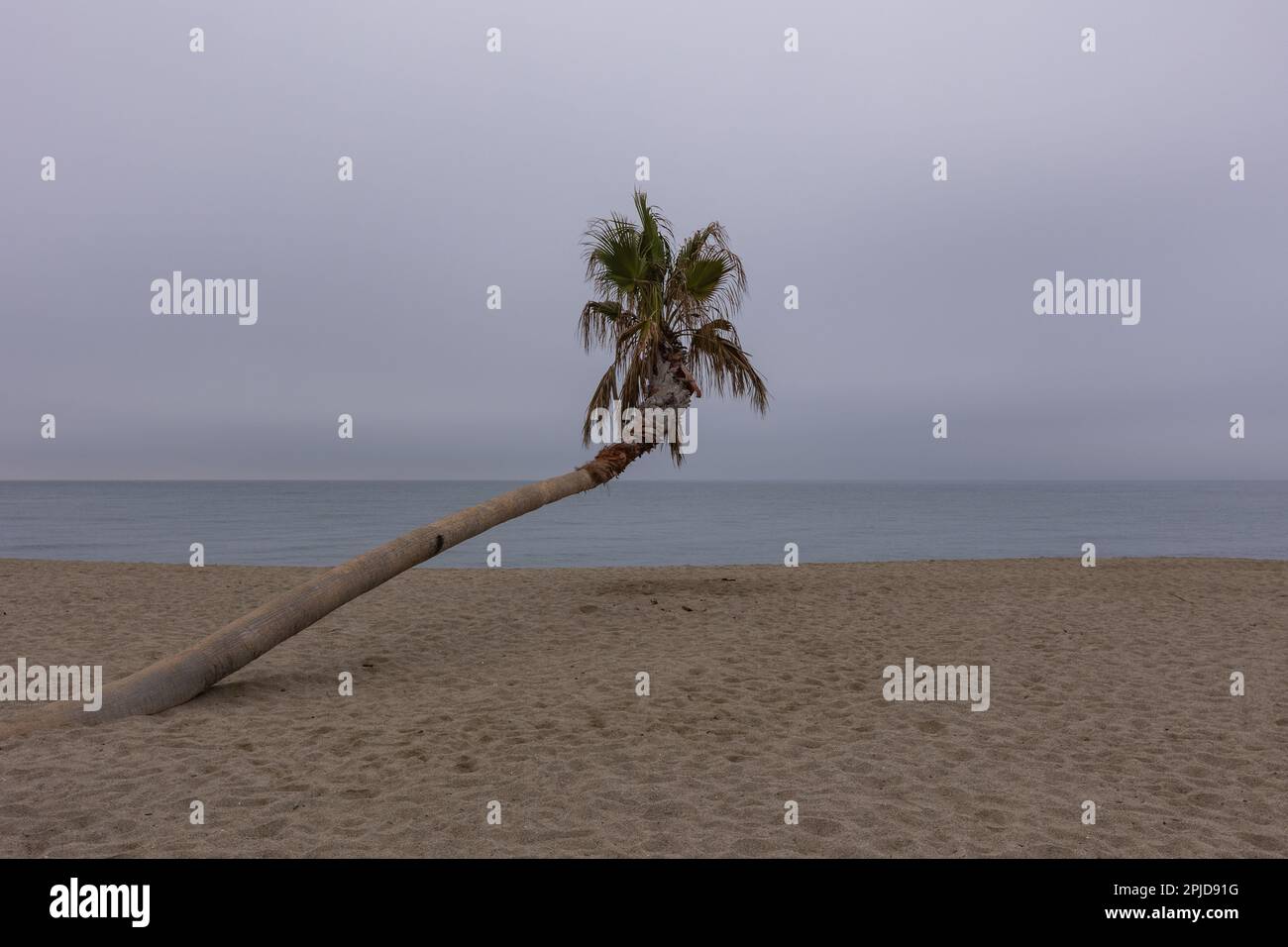 A picture of tilted palm trees on the beach at Argeles Plage, Fracne ...