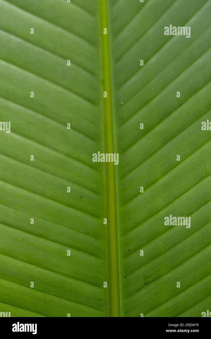 Leaf up close hi-res stock photography and images - Alamy
