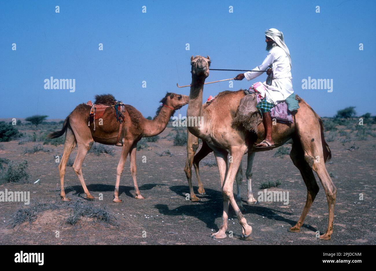 Umm al-Qawain old days, Bedouin rounding up a stray camel, UAE 1974 ...
