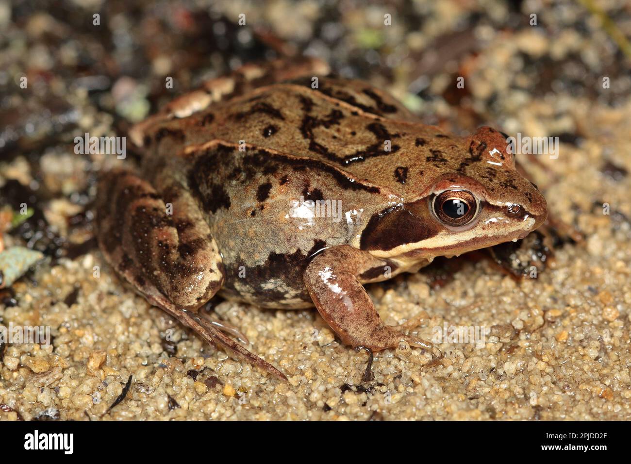 moor frog (Rana arvalis) female in breeding season Stock Photo - Alamy