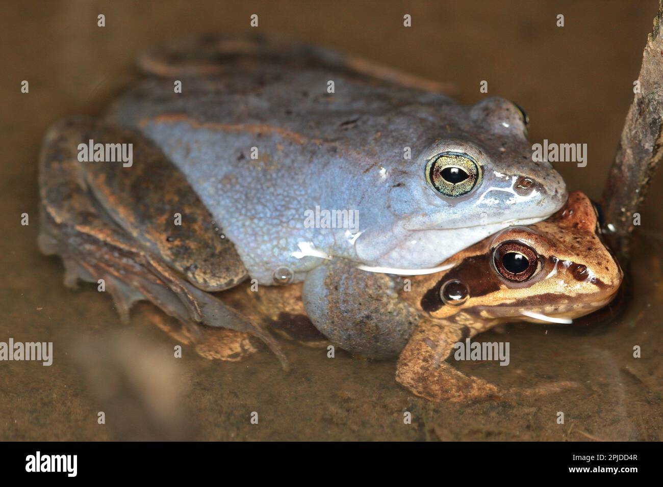 moor frog (Rana arvalis) couple in amplexus in natural habitat Stock ...