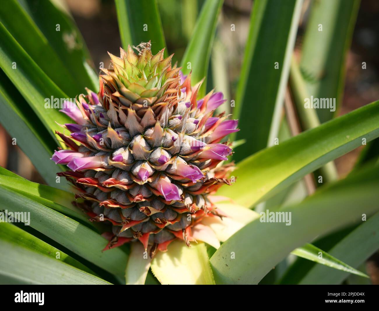 Pineapple blossom with green leaves in background, The purple petals of ...