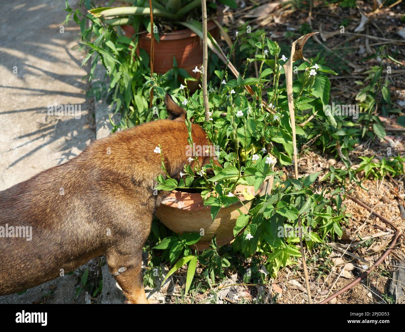 Dark brown dog is digging dirt and pushing his head into a pot of plant ... Dark brown dog is digging dirt and pushing his head into a pot of plant ...