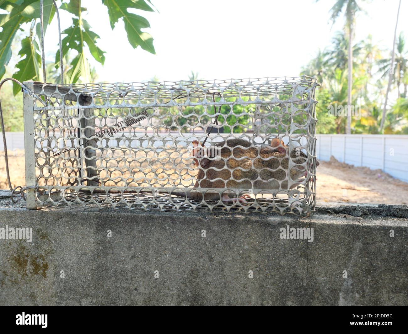 Rat in cage mousetrap, Mouse finding a way out of being confined ...