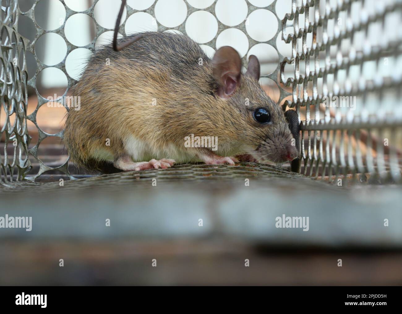 Rat in cage mousetrap, Mouse finding a way out of being confined ...