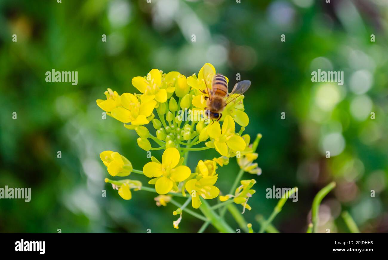 Choi buk hi-res stock photography and images - Alamy