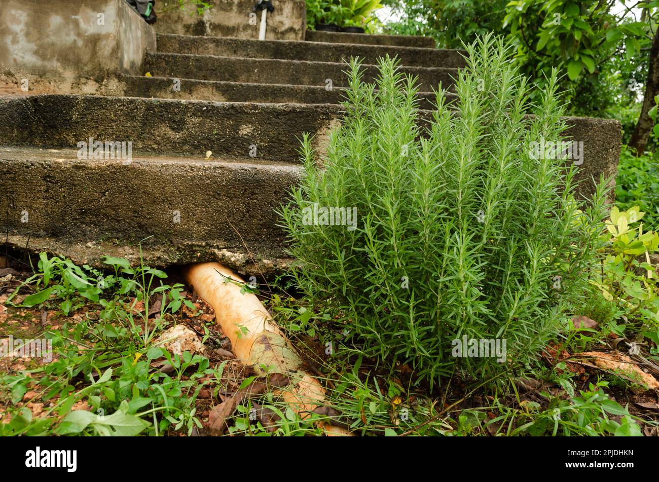 Rosemary tree hi-res stock photography and images - Alamy