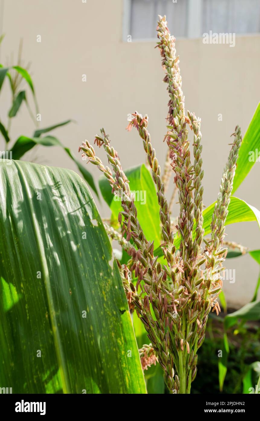 Spikelet Inflorescence