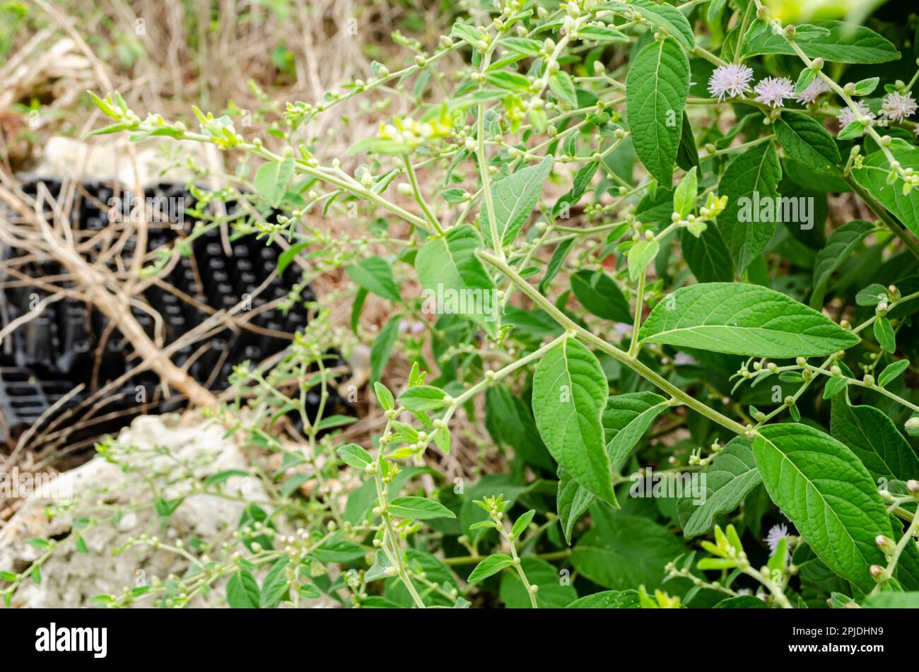 Short flowering stems hi-res stock photography and images - Alamy
