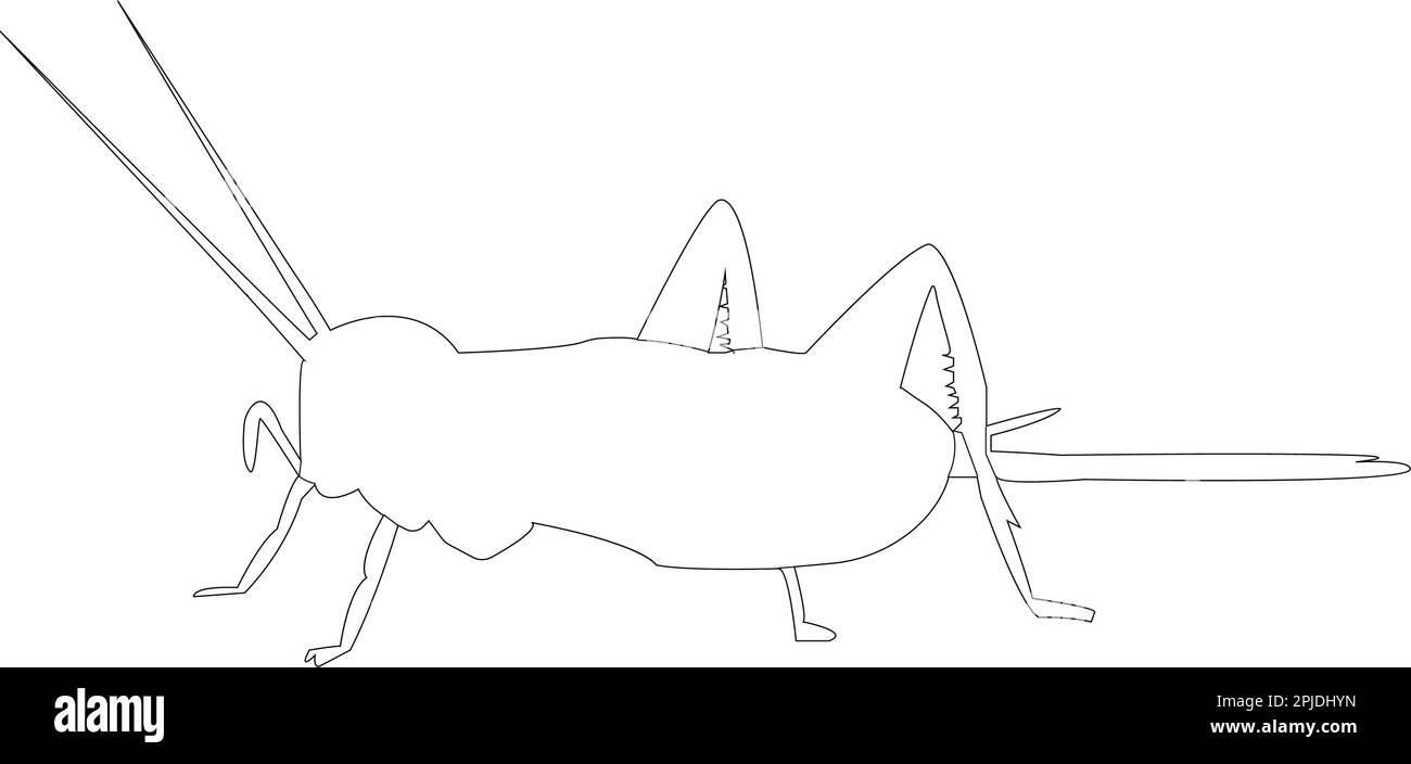 cricket insect logo vector template Stock Vector Image & Art - Alamy